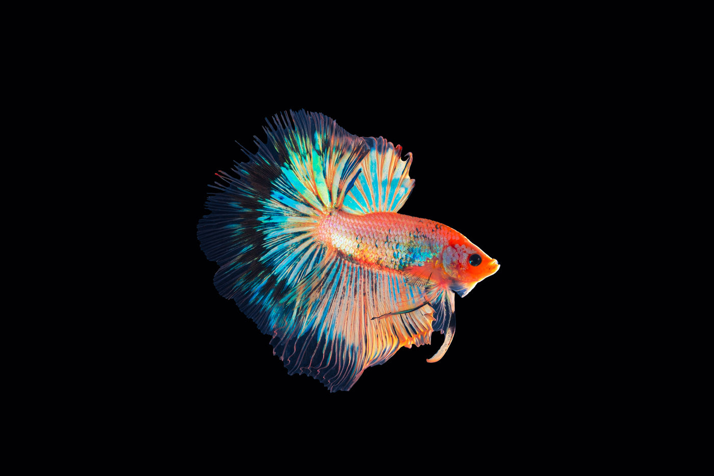 Discover X-T5 | Fujifilm AU House of Photography